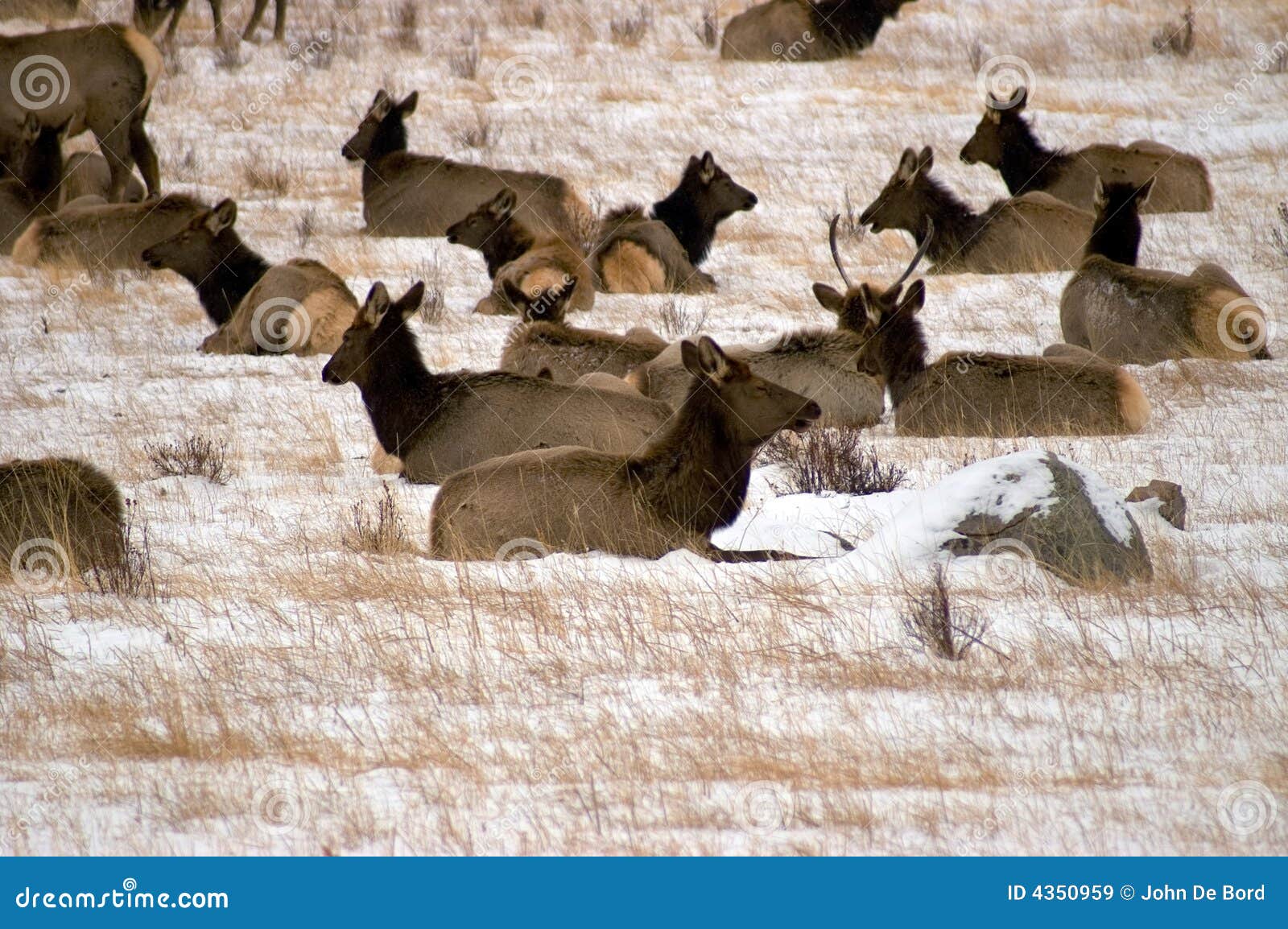 Elk Herd in Winter stock image. Image of horns, colorado - 4350959
