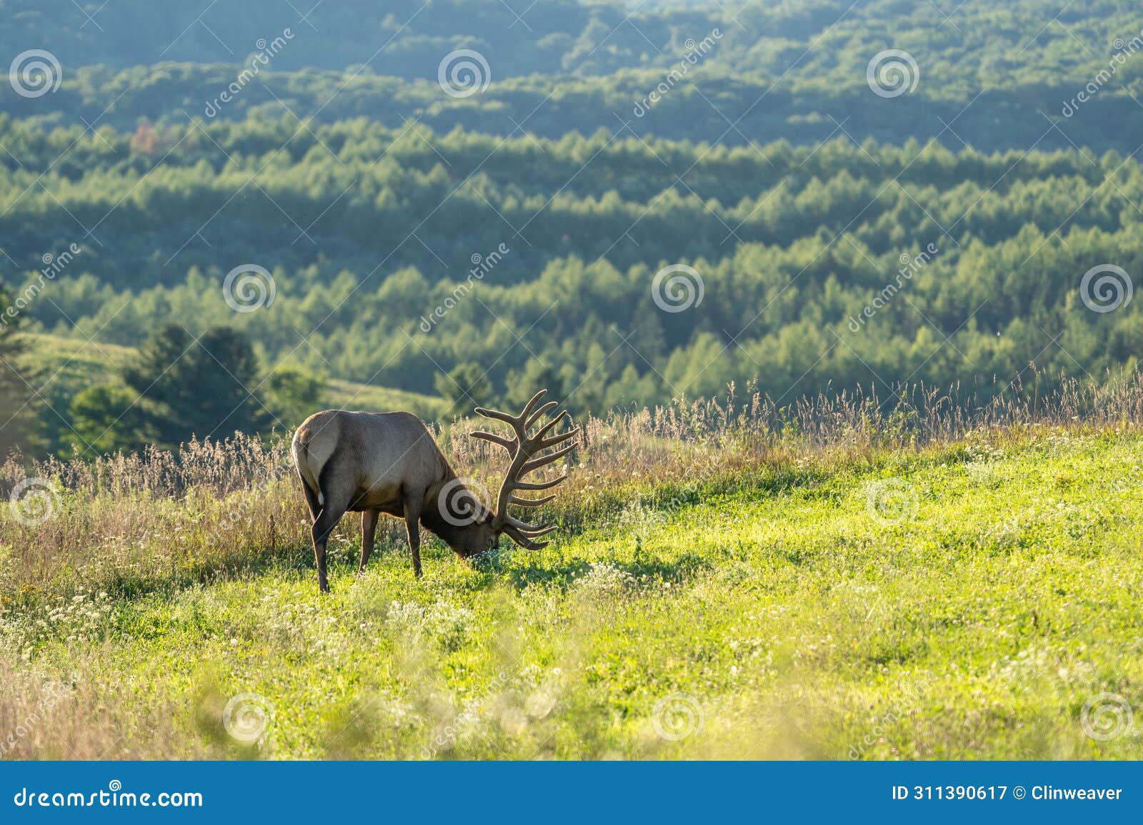 Elk on a Hill in the Evening Light Stock Image - Image of bugle ...