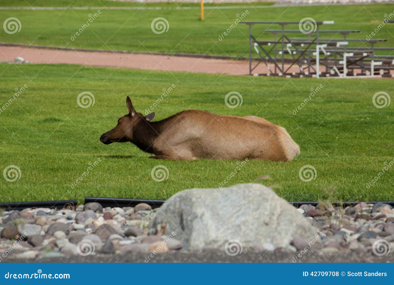 Elk stock photo. Image of wyoming, wildlife, america - 42709708