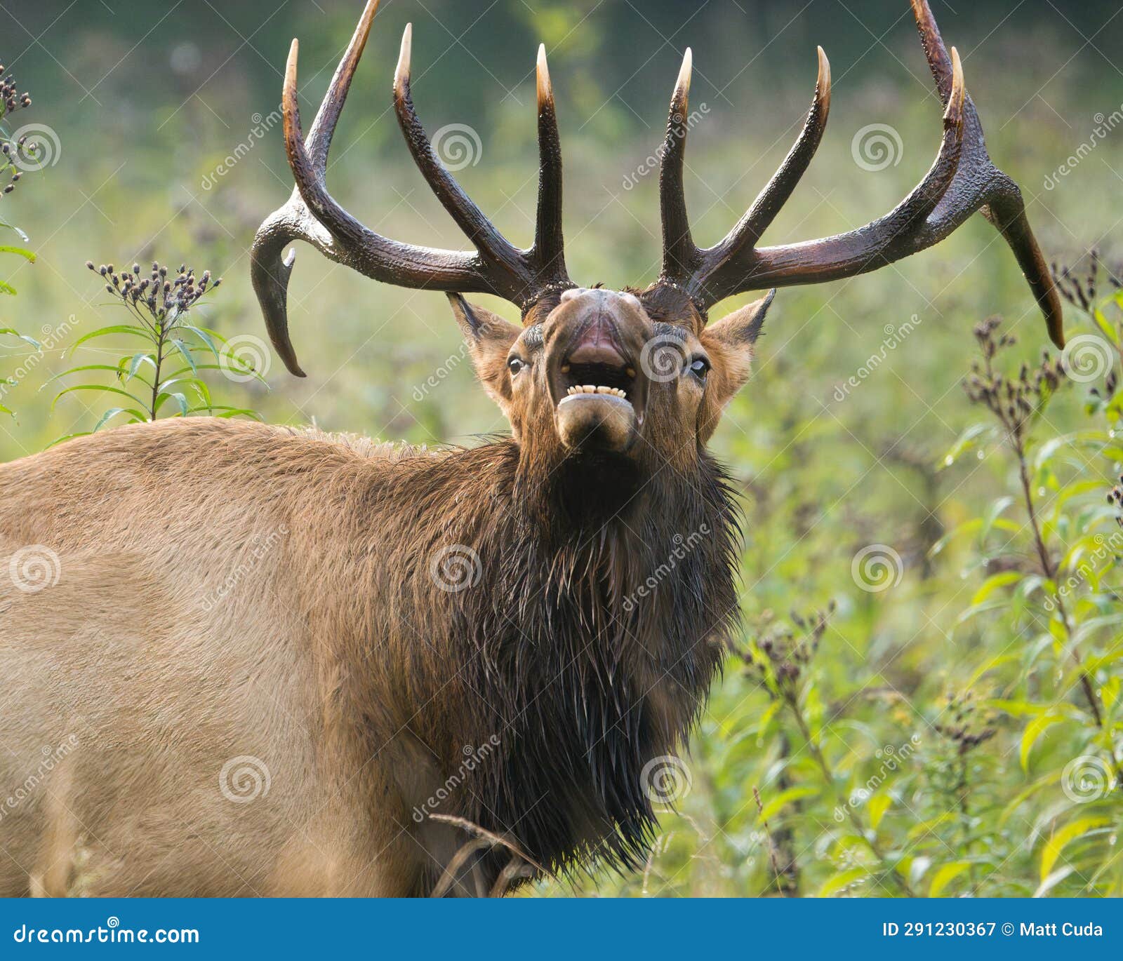 Elk Lip Curling stock image. Image of cows, calf, animal - 291230367
