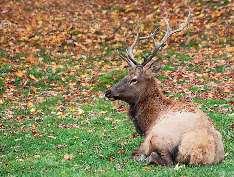 Elk Lying Down on a Fall Day Stock Image - Image of outdoors, brown ...