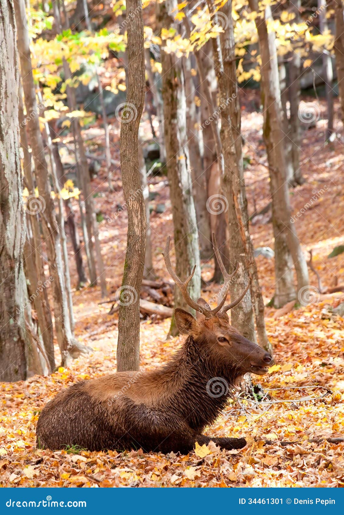 Elk Lying Down on a Fall Day Stock Image - Image of leaves, mammal ...