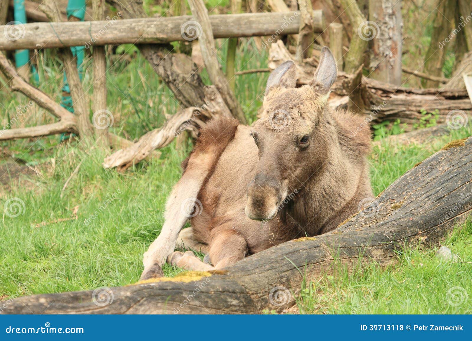 Elk stock photo. Image of lying, rest, resting, park - 39713118