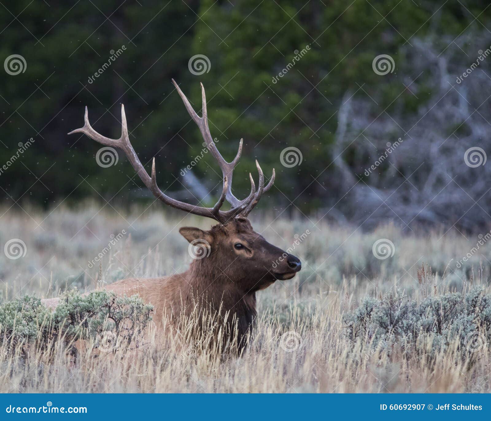 Elk stock image. Image of wyoming, cervus, wildlife, tetons - 60692907