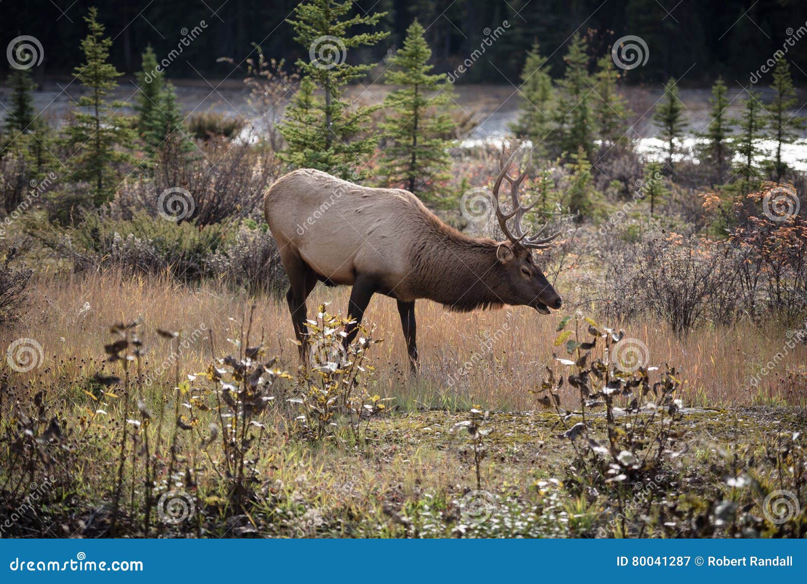 Elk in a medow 4 stock image. Image of natural, animal - 80041287