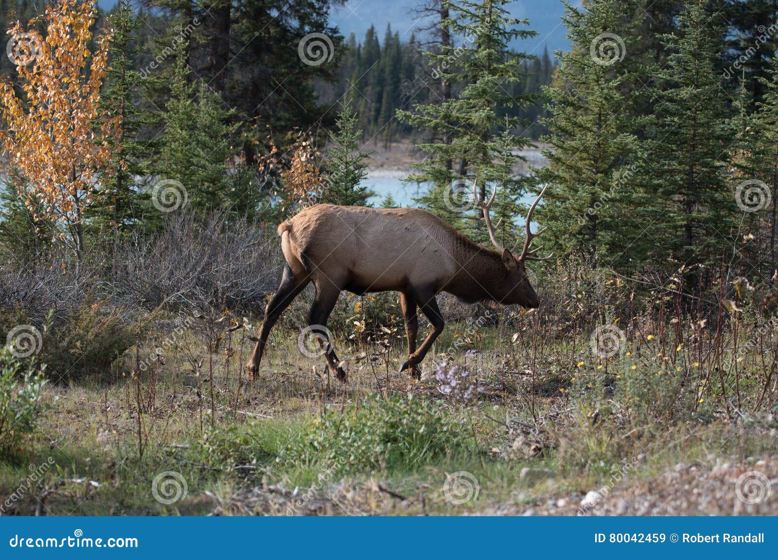 Elk in a medow stock image. Image of reserve, eating - 80042459