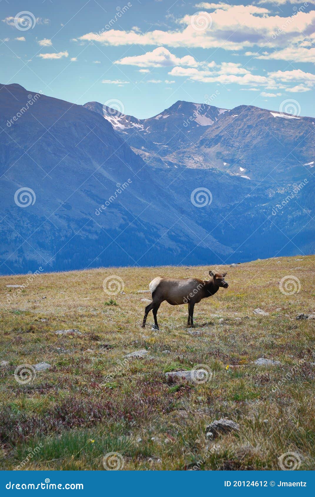 Elk in mountains stock photo. Image of states, rocky - 20124612