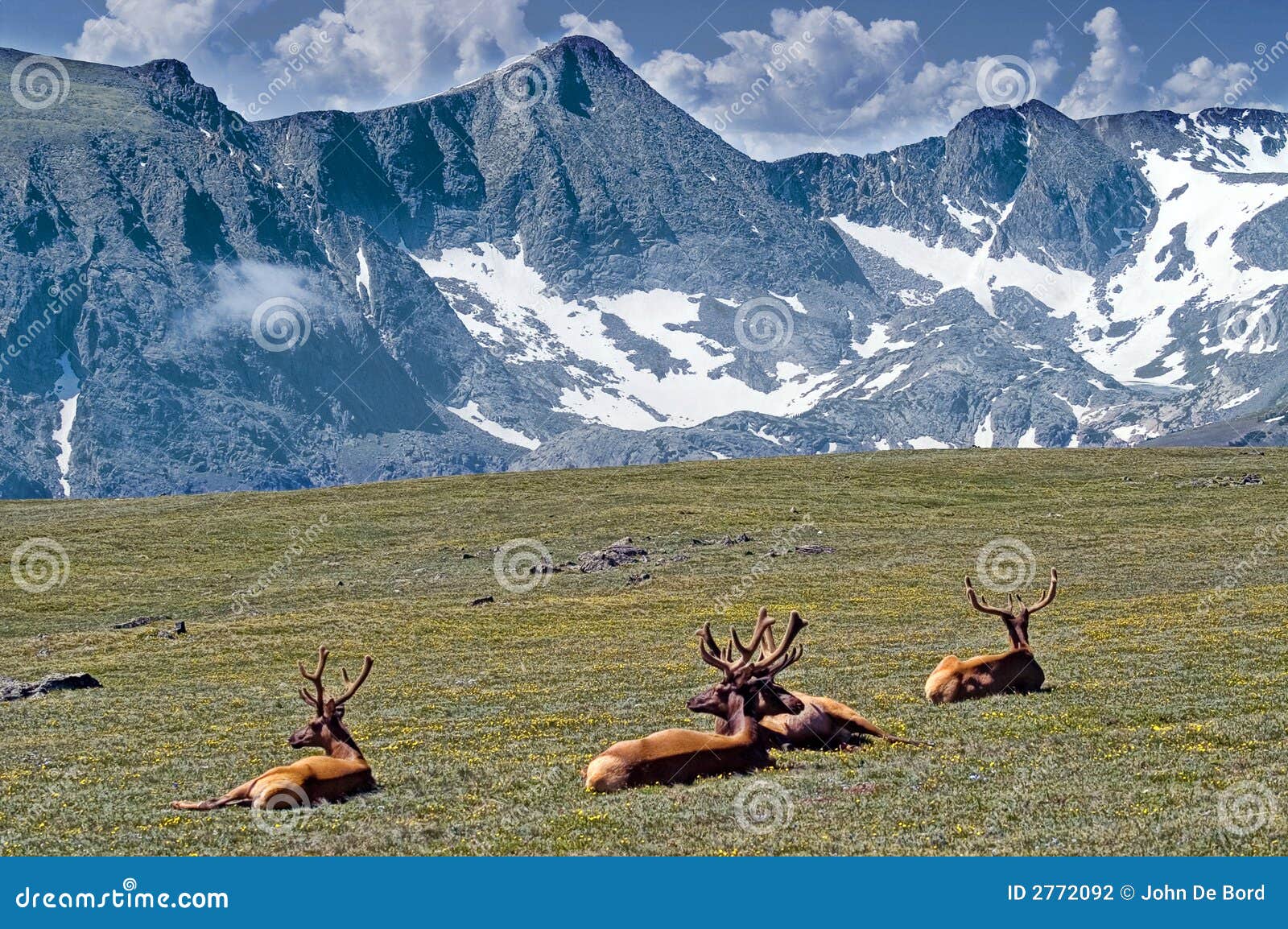 Elk among Mountains stock photo. Image of rocky, range - 2772092