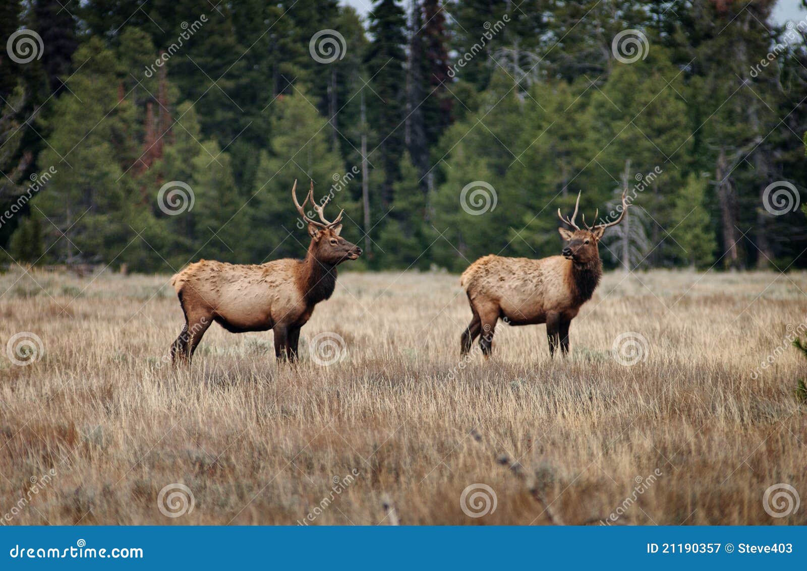 Elk Pair stock image. Image of pair, male, bull, hole - 21190357