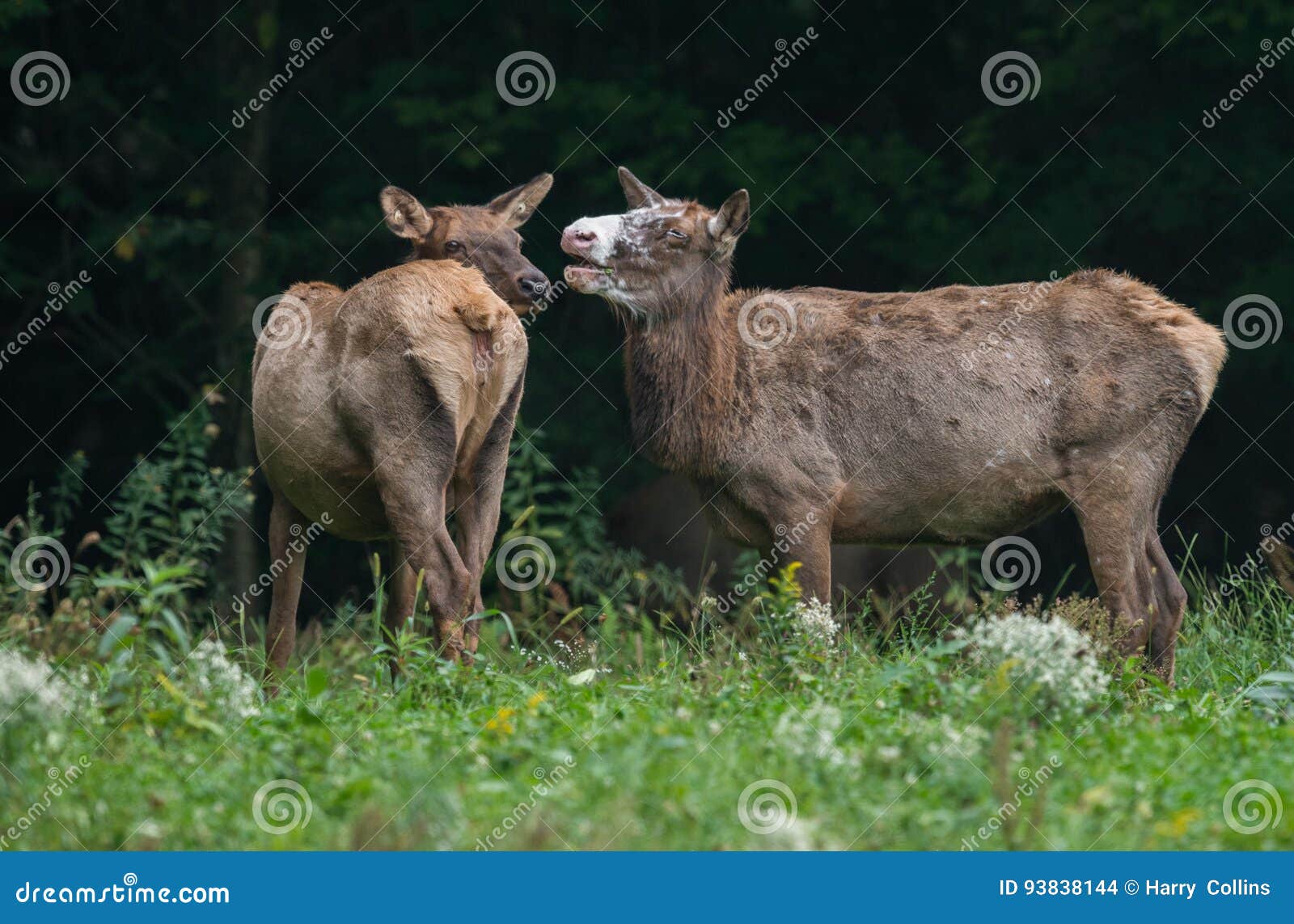 Elk stock photo. Image of coral, duck, falcon, bull, flight - 93838144
