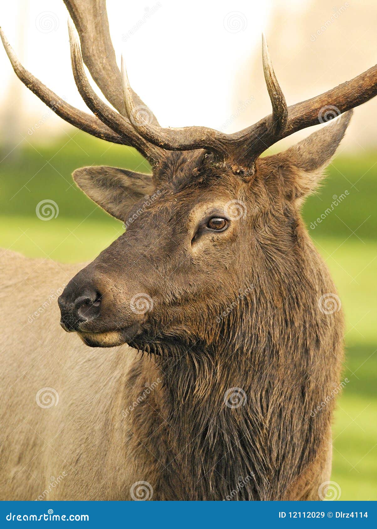 Bull Elk Face