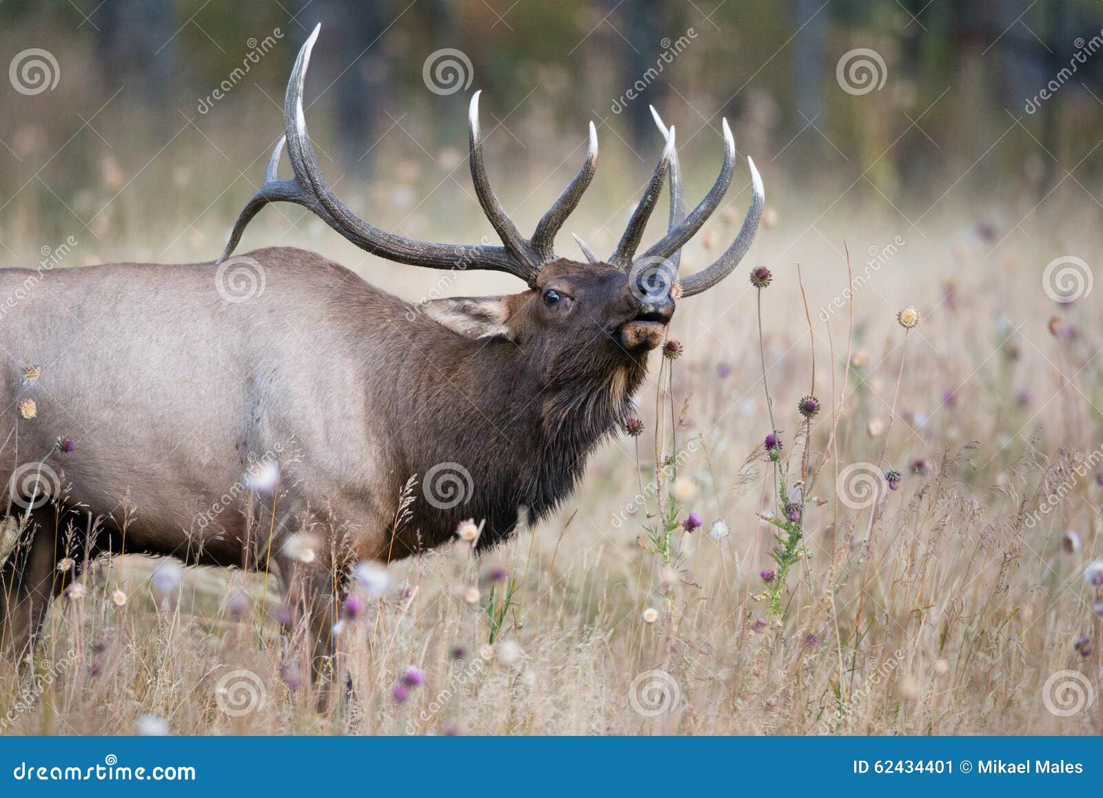 Elk portrait stock image. Image of hanging, large, boone - 62434401
