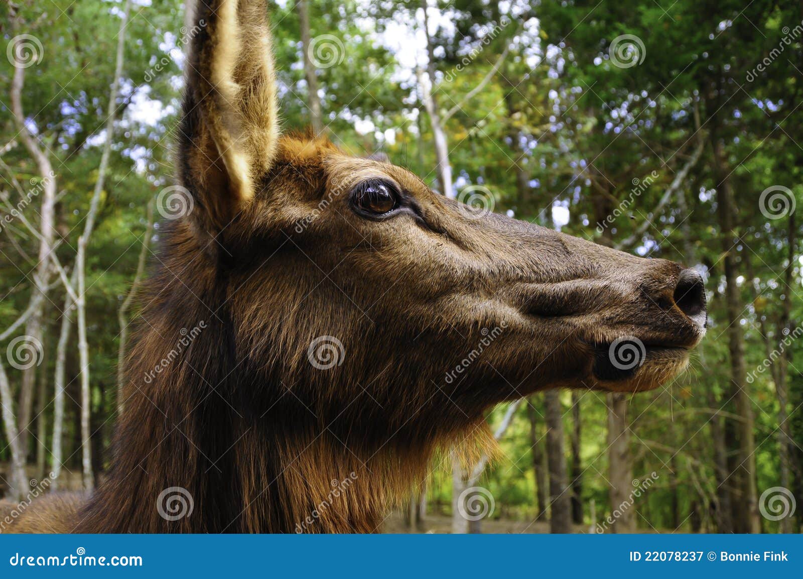 Elk Profile stock image. Image of cervus, animal, side - 22078237