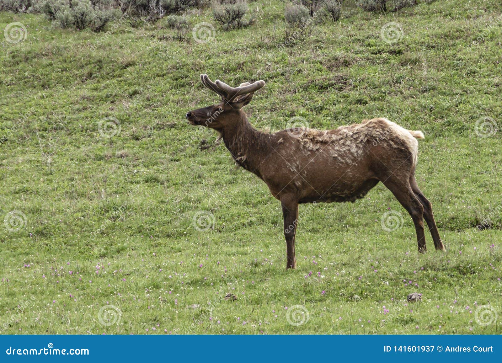 Elk profile close up view stock image. Image of protected - 141601937