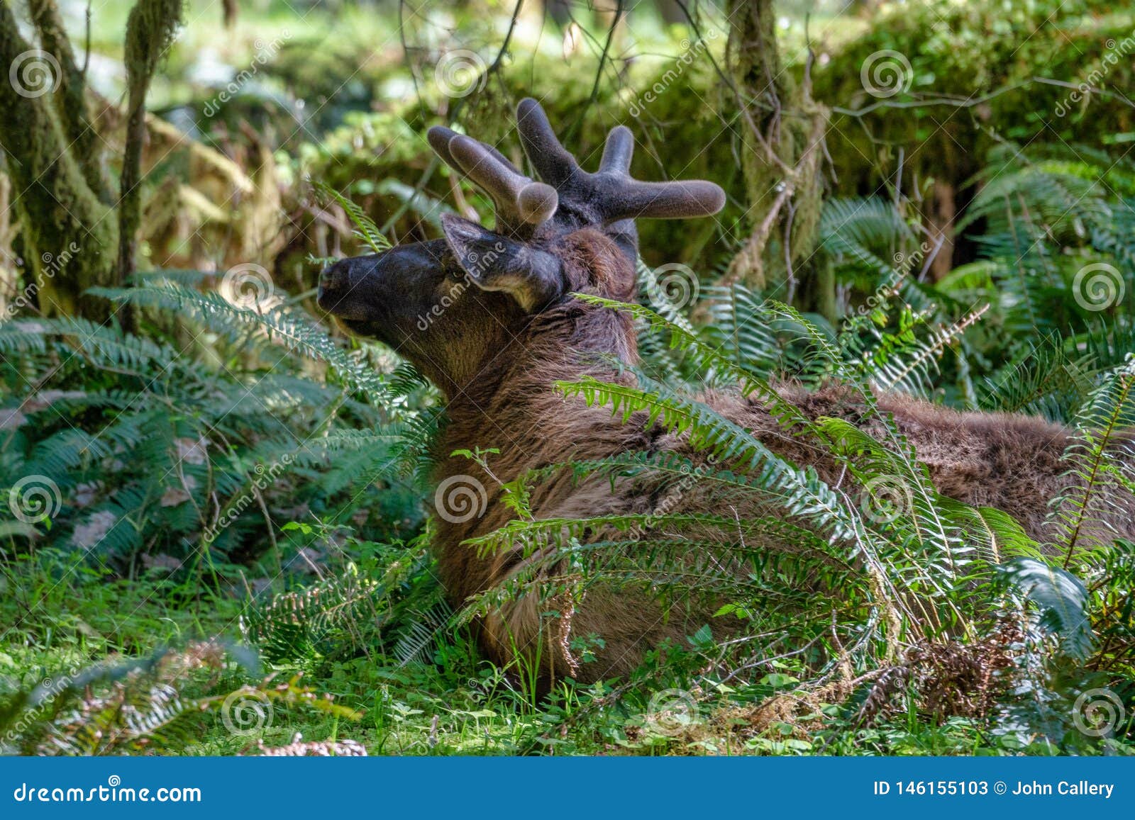 Elk in Rainforest Eating Ferns Stock Image - Image of brown, bull ...