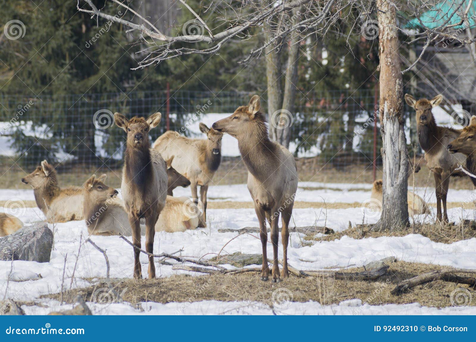 Elk, Red Tailed Deer or Wapiti Stock Photo - Image of medicinal, animal ...