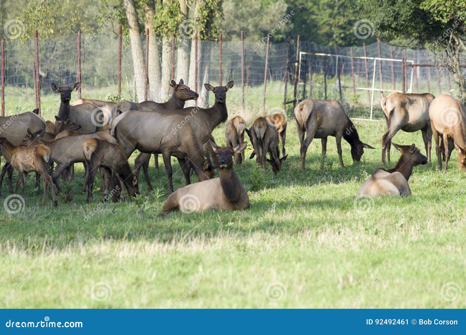 Elk, Red Tailed Deer or Wapiti Stock Image - Image of native, ontario ...