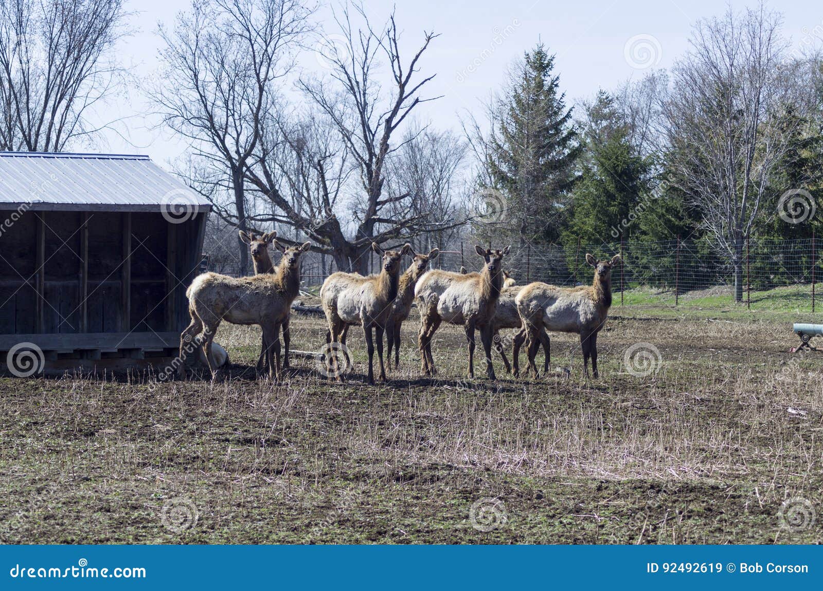 Elk, Red Tailed Deer or Wapiti Stock Image - Image of velvet ...