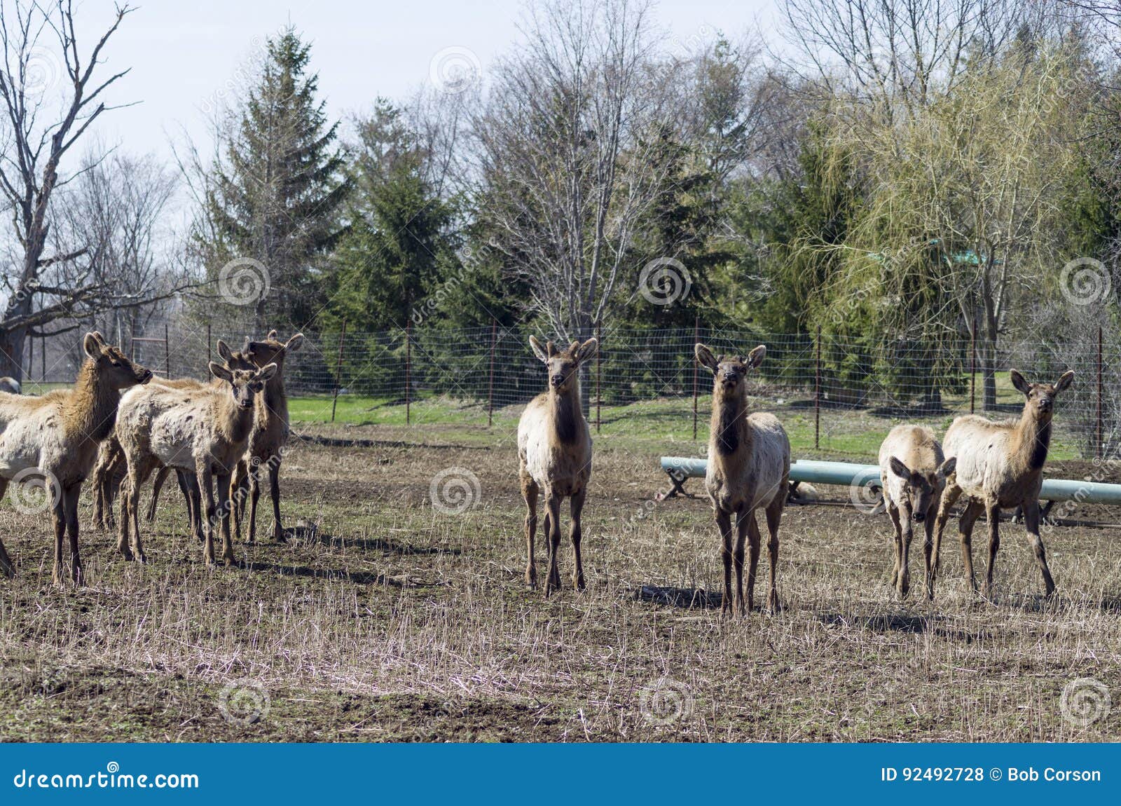 Elk, Red Tailed Deer or Wapiti Stock Photo - Image of animal, deer ...