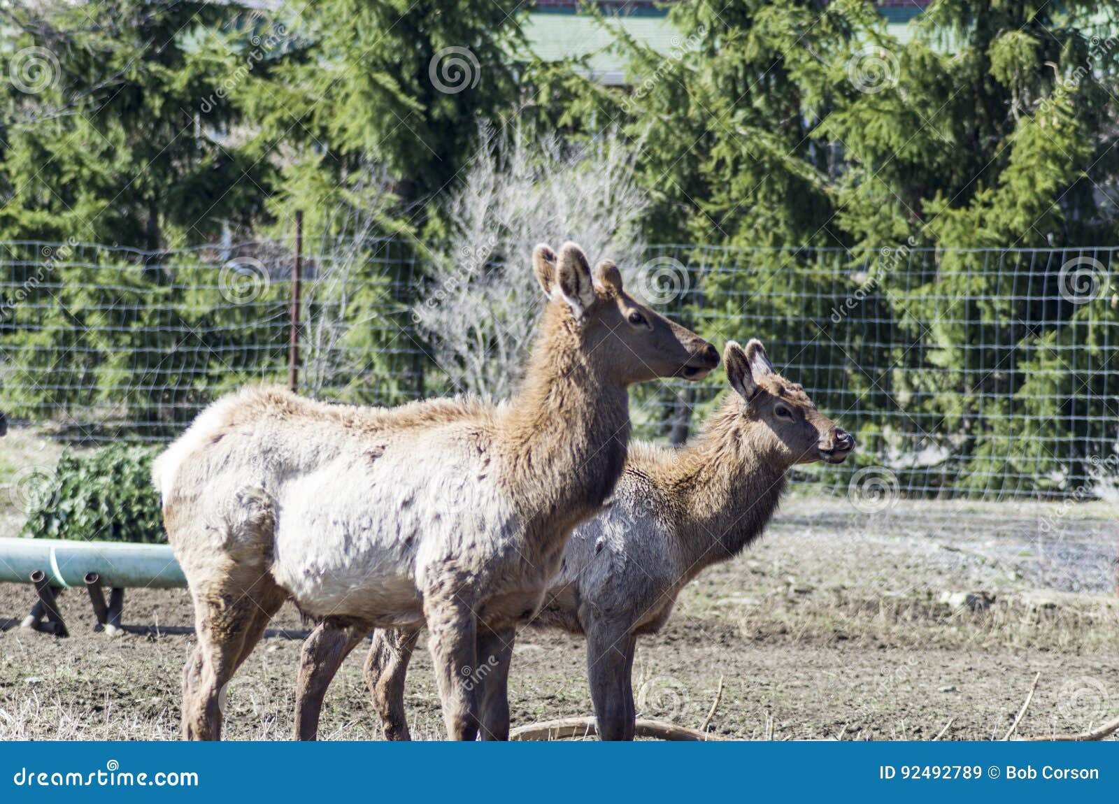 Elk, Red Tailed Deer or Wapiti Stock Image - Image of cervus, ranch ...