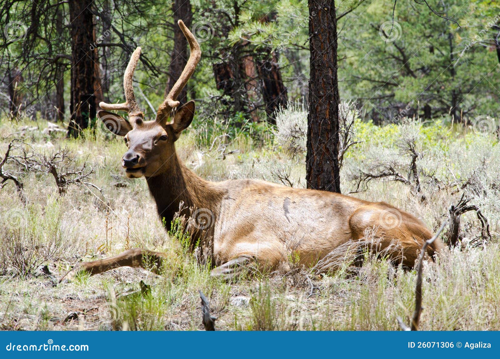 An Elk Relaxes among Tall Grass Stock Photo - Image of deer, furry ...