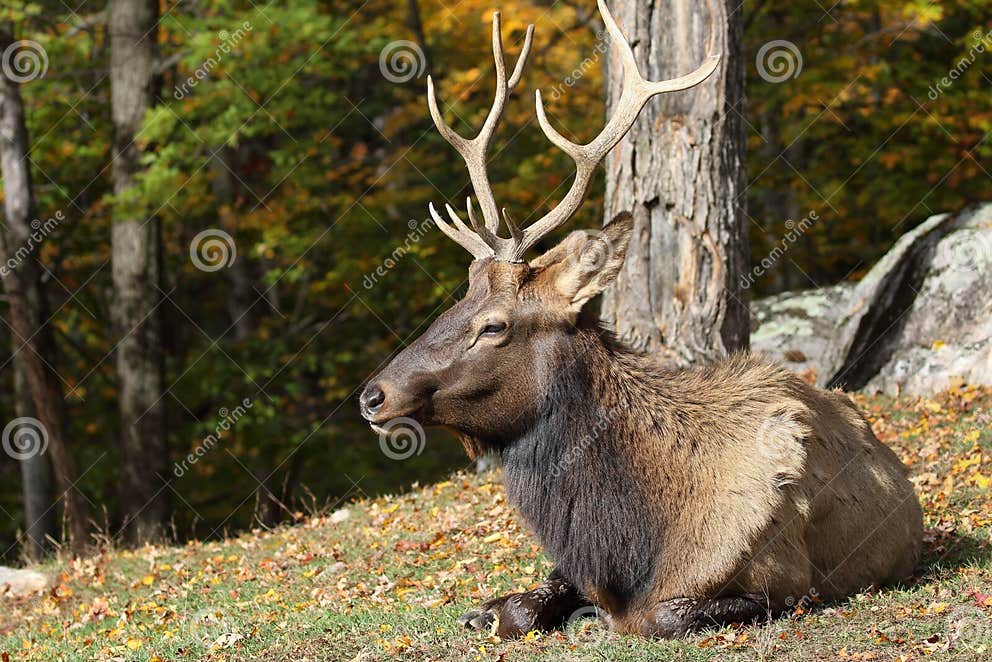 Elk resting stock image. Image of resting, animal, mammal - 85965749