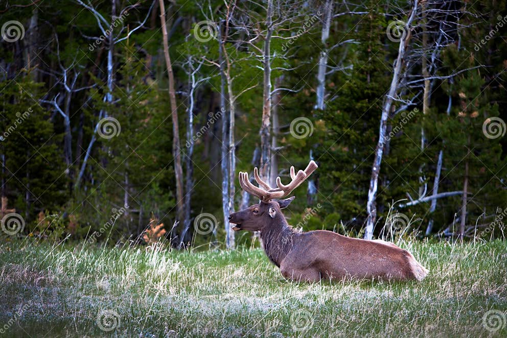 Elk Resting by Edge of Forest Stock Photo - Image of forest, woods ...
