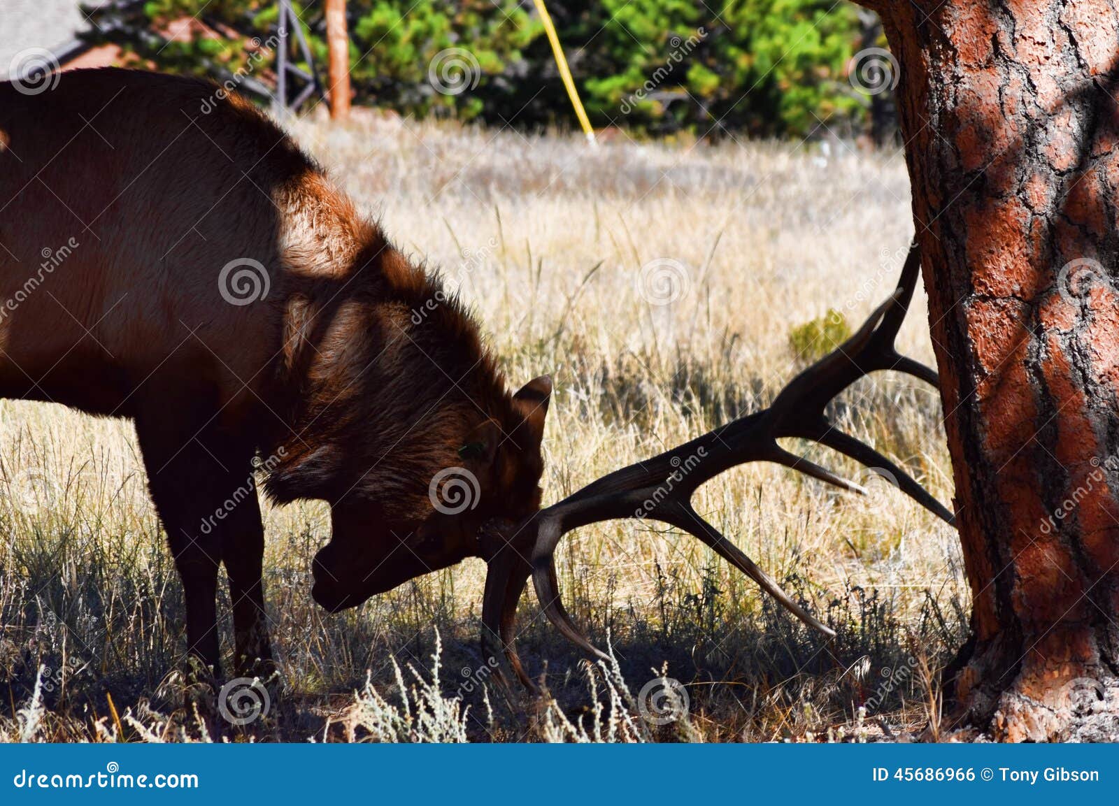Elk rub stock photo. Image of horns, game, tree, rubbing - 45686966