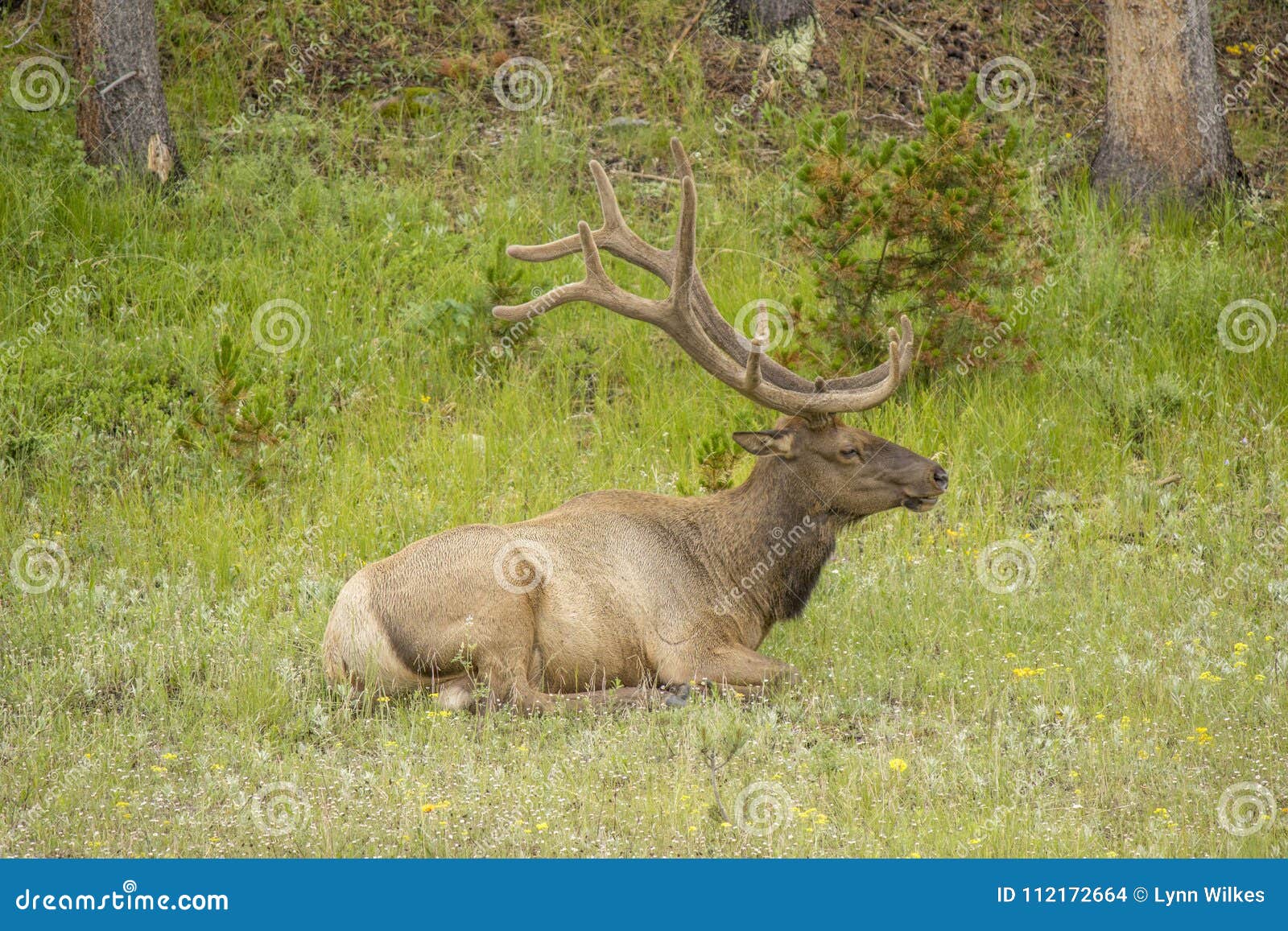 Elk sitting in a field stock photo. Image of colorado - 112172664