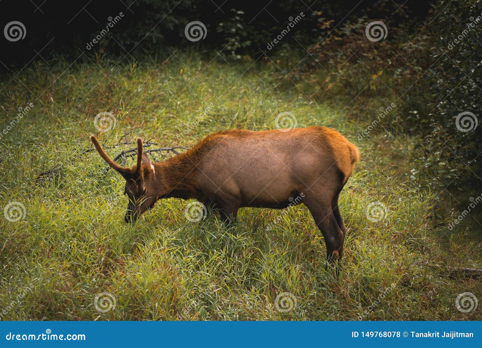 Elk in a Field on Snowing Day Stock Photo - Image of meadow, deer ...