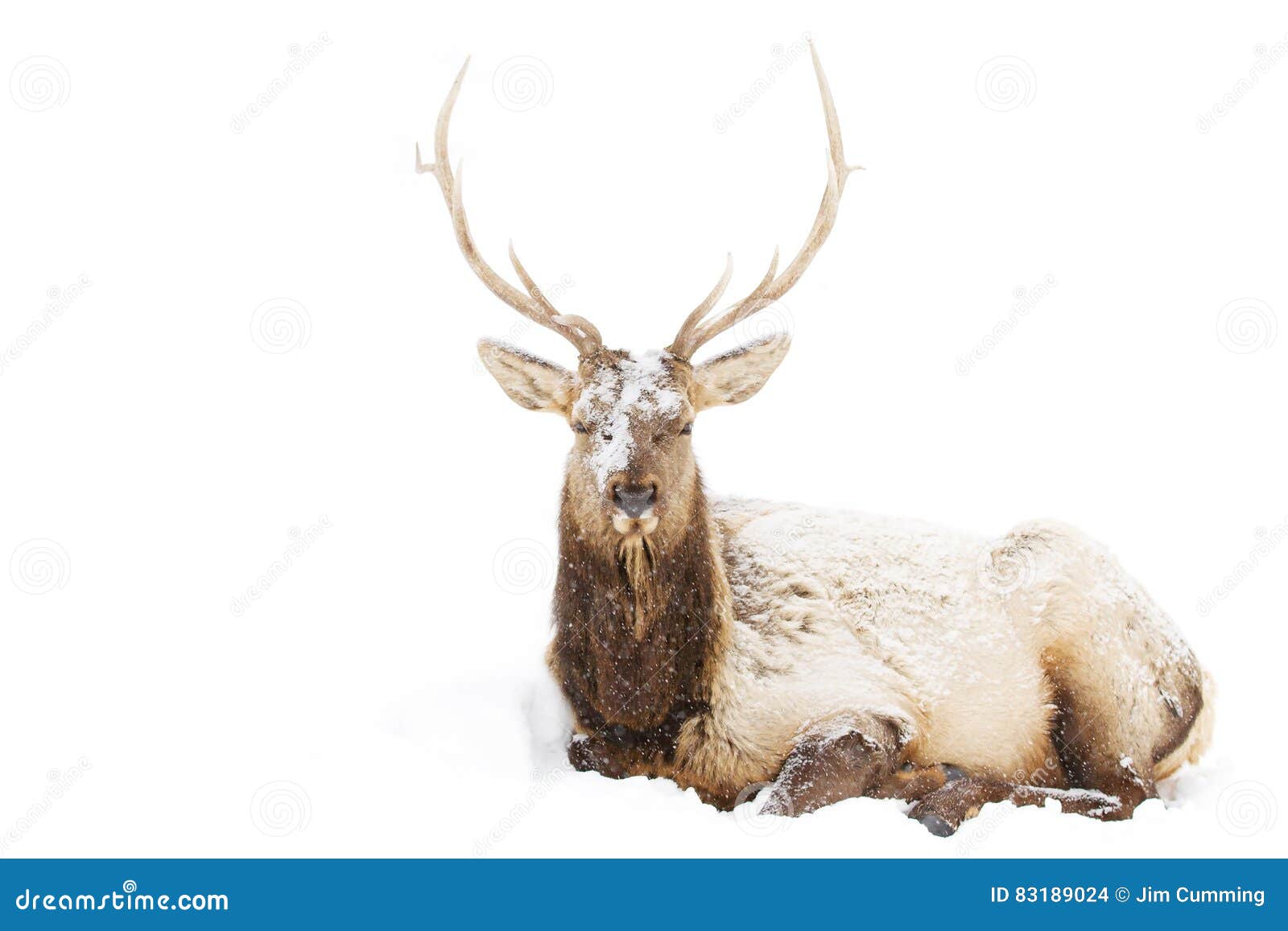 Elk Sitting in the Winter Snow Stock Photo - Image of grass, brown ...