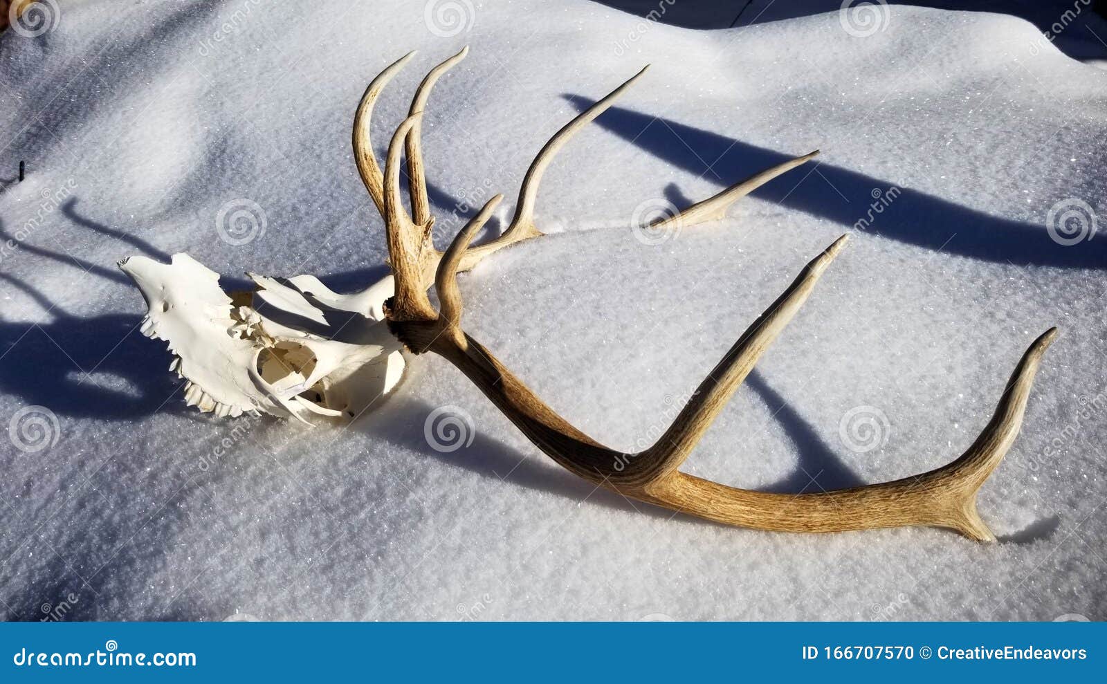 Elk Skull Lying in the Snow, Colorado Stock Photo - Image of frost ...