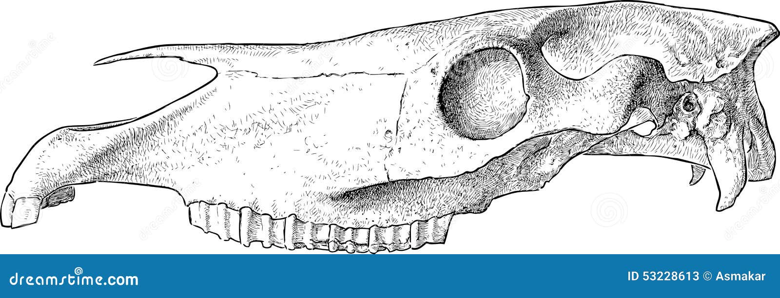 Elk skull stock vector. Illustration of drawn, vector - 53228613