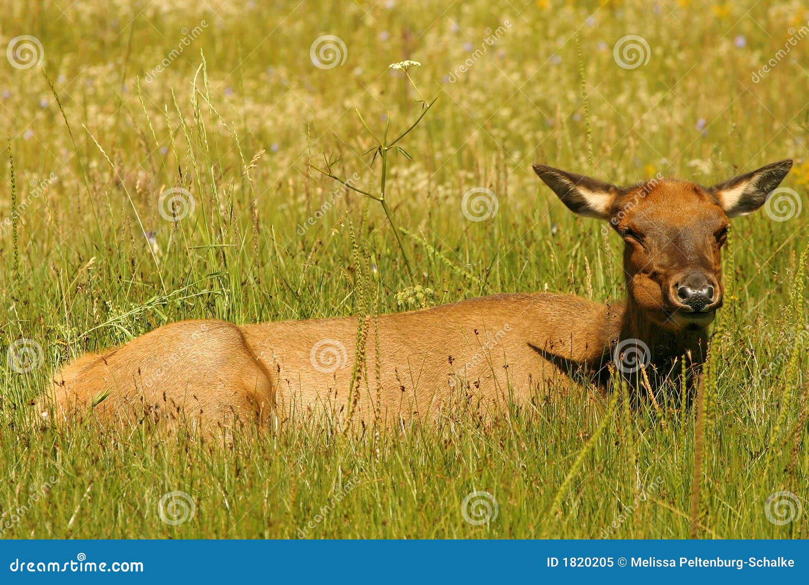 Elk sleeping stock image. Image of herd, field, game, baby - 1820205