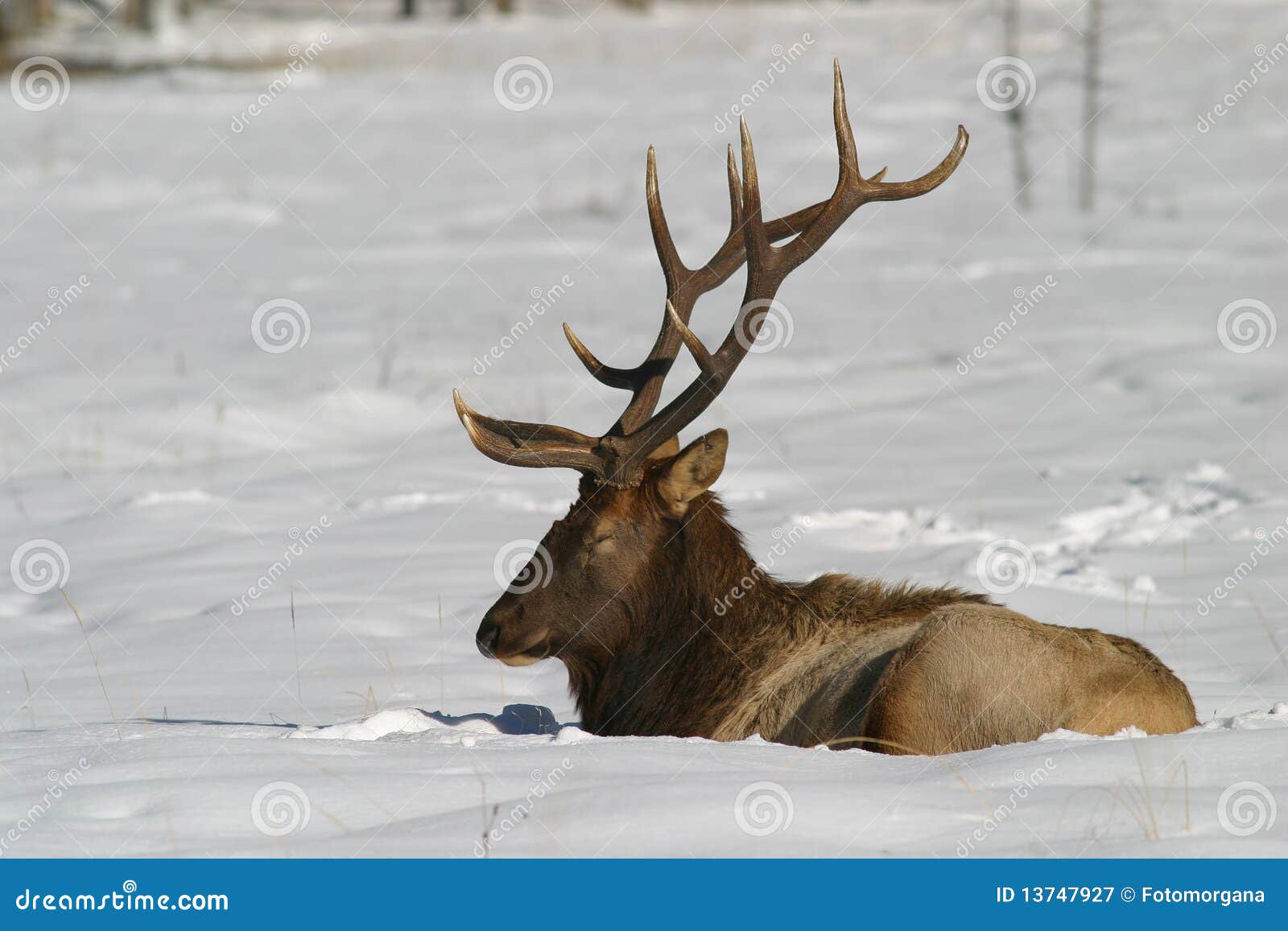 Elk sleeping in snow stock image. Image of eyes, wildlife - 13747927