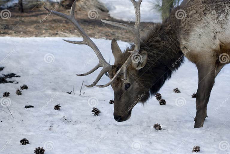 Elk in the Snow stock photo. Image of autumn, national - 13545886