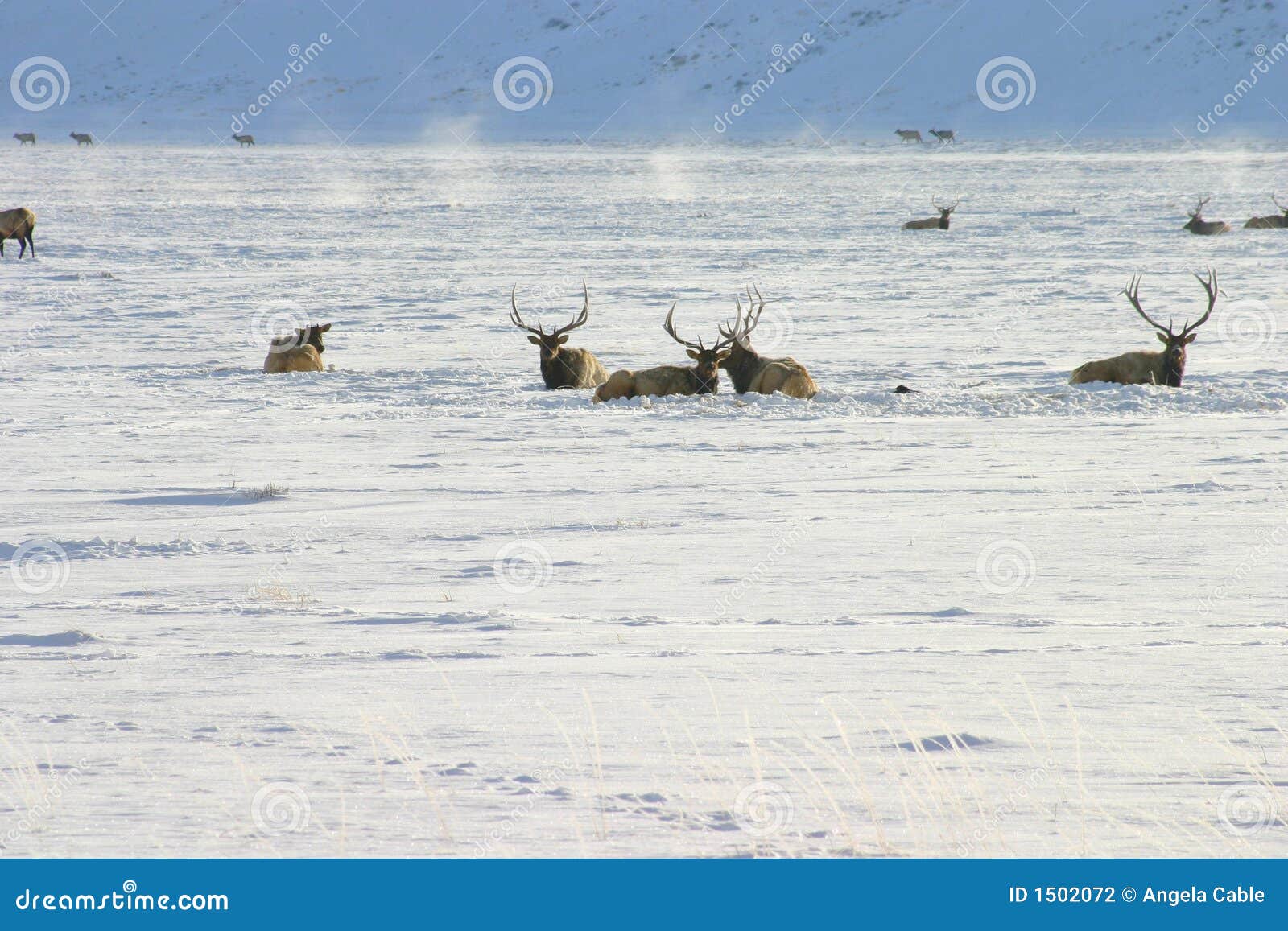 Elk in Snow stock photo. Image of refuge, herd, national - 1502072