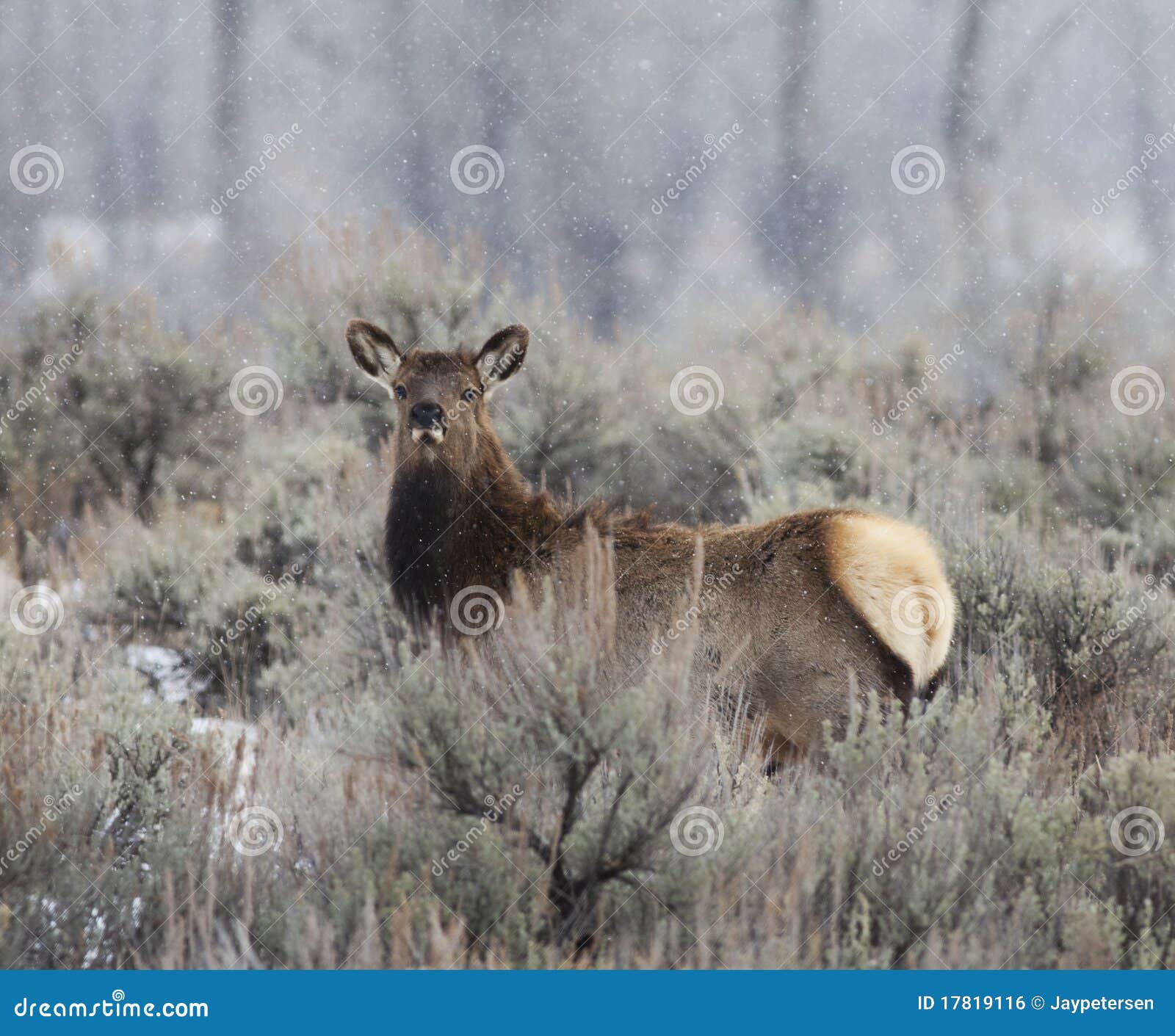 Elk in snow stock photo. Image of jackson, hole, snow - 17819116