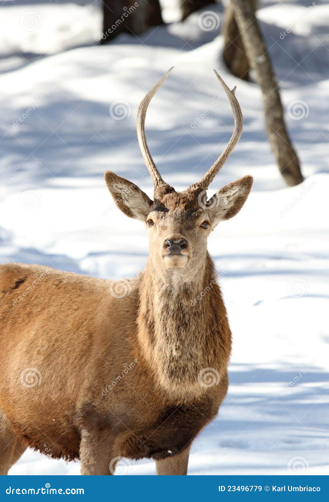 Elk in snow stock image. Image of winter, snow, canada - 23496779