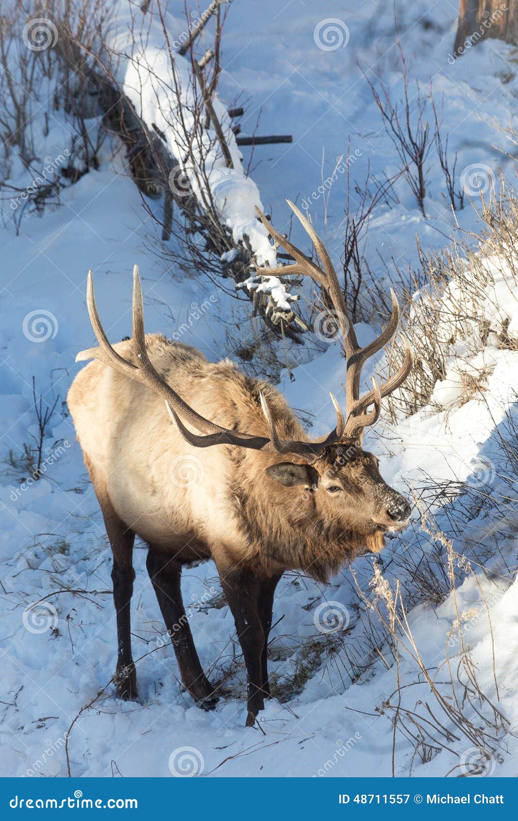 Elk stock image. Image of herd, forest, north, environment - 48711557