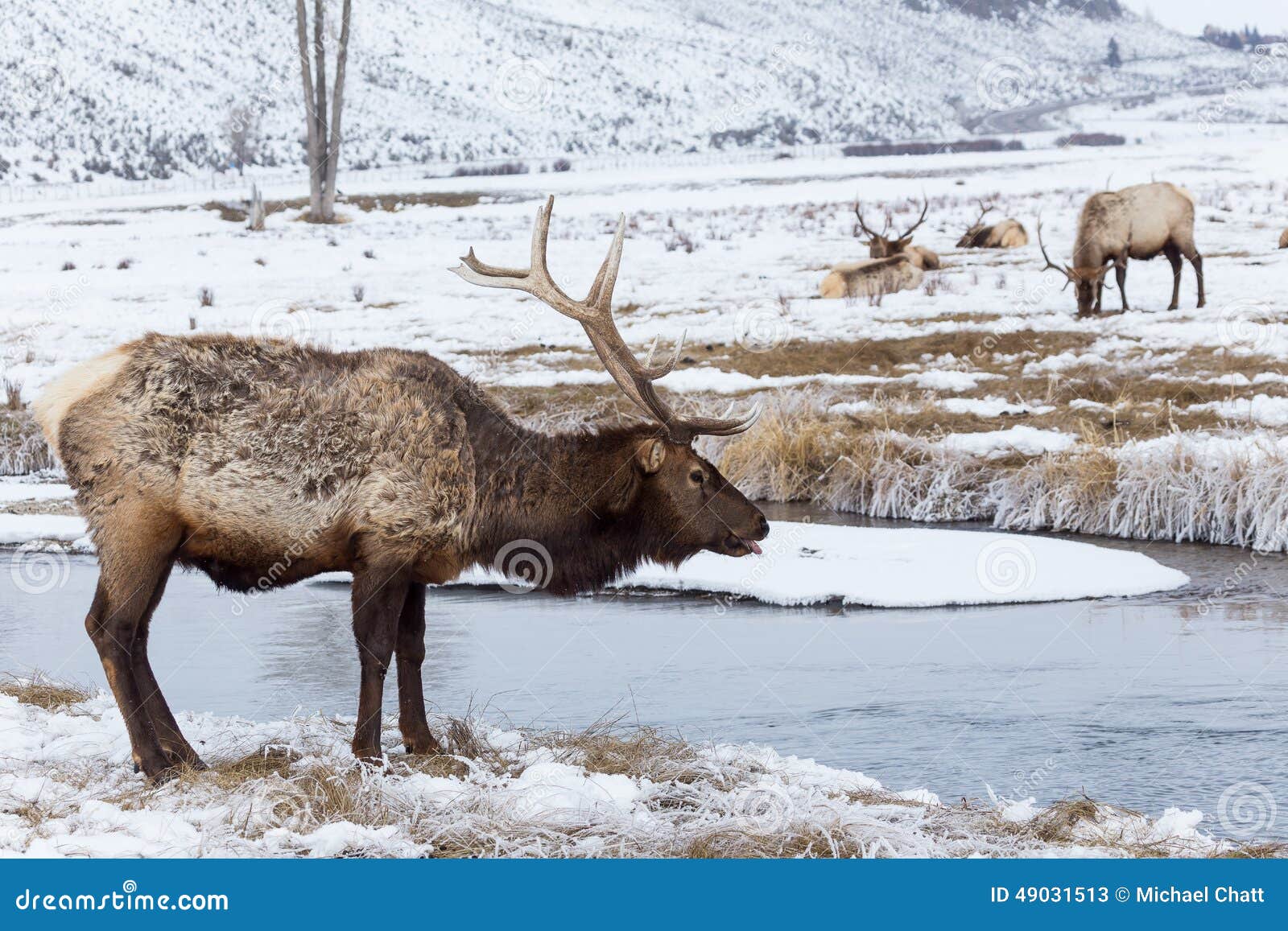 Elk stock image. Image of mammal, forest, idaho, photograph - 49031513