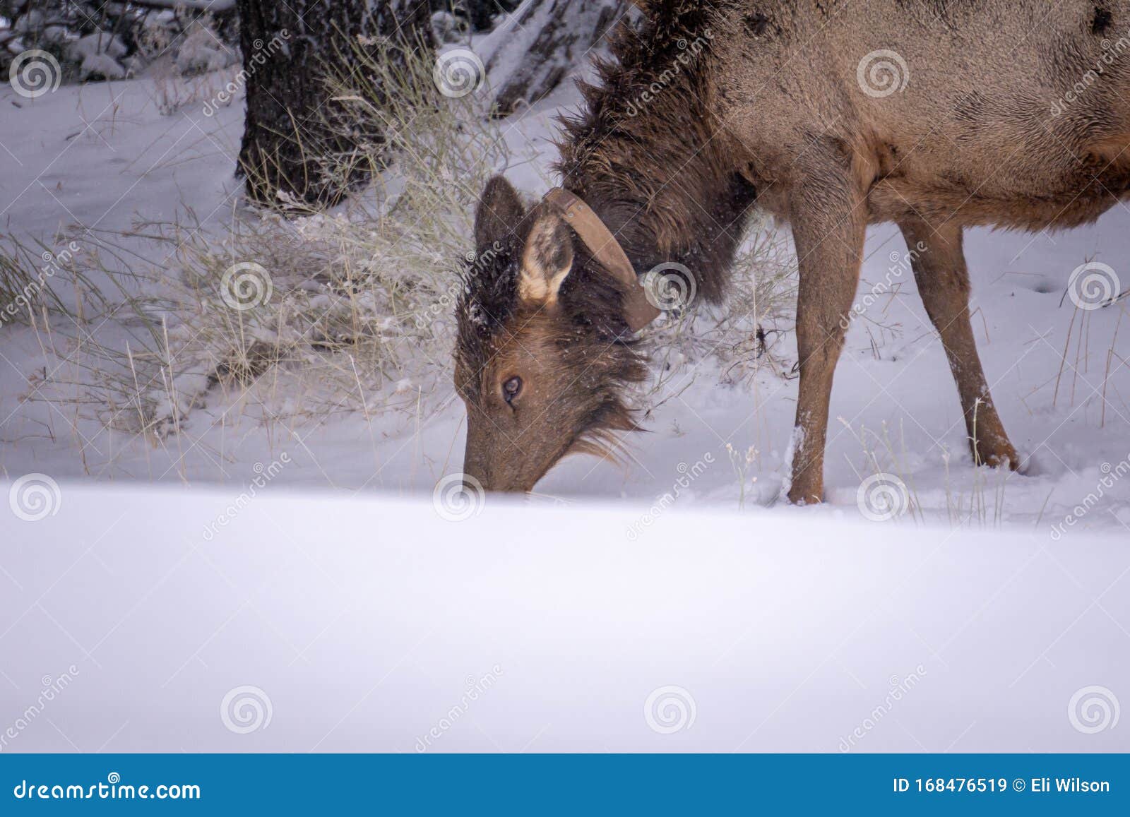Elk in Snow stock image. Image of cold, panorama, nature - 168476519