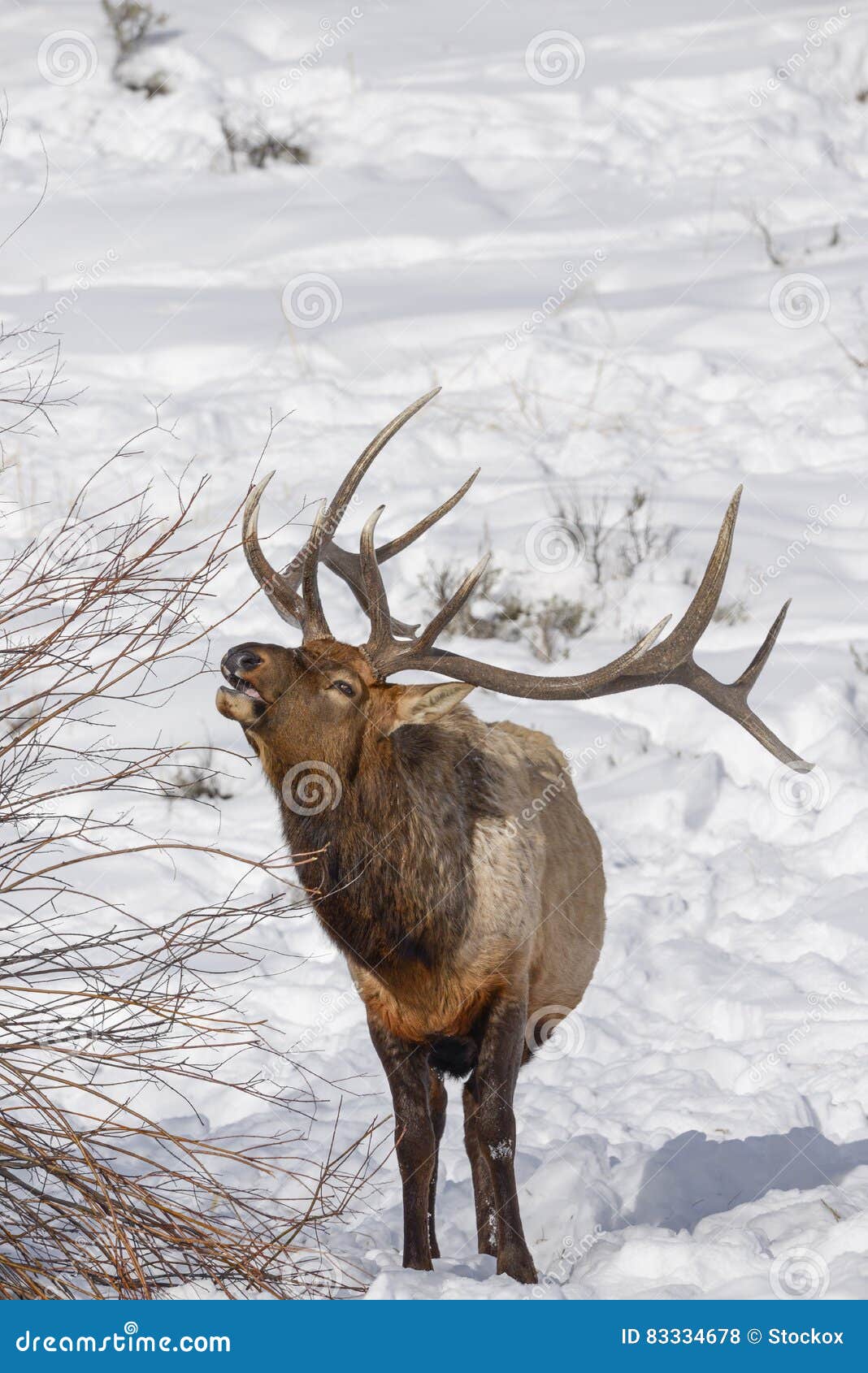 Elk in Snow stock photo. Image of trees, eating, cold - 83334678