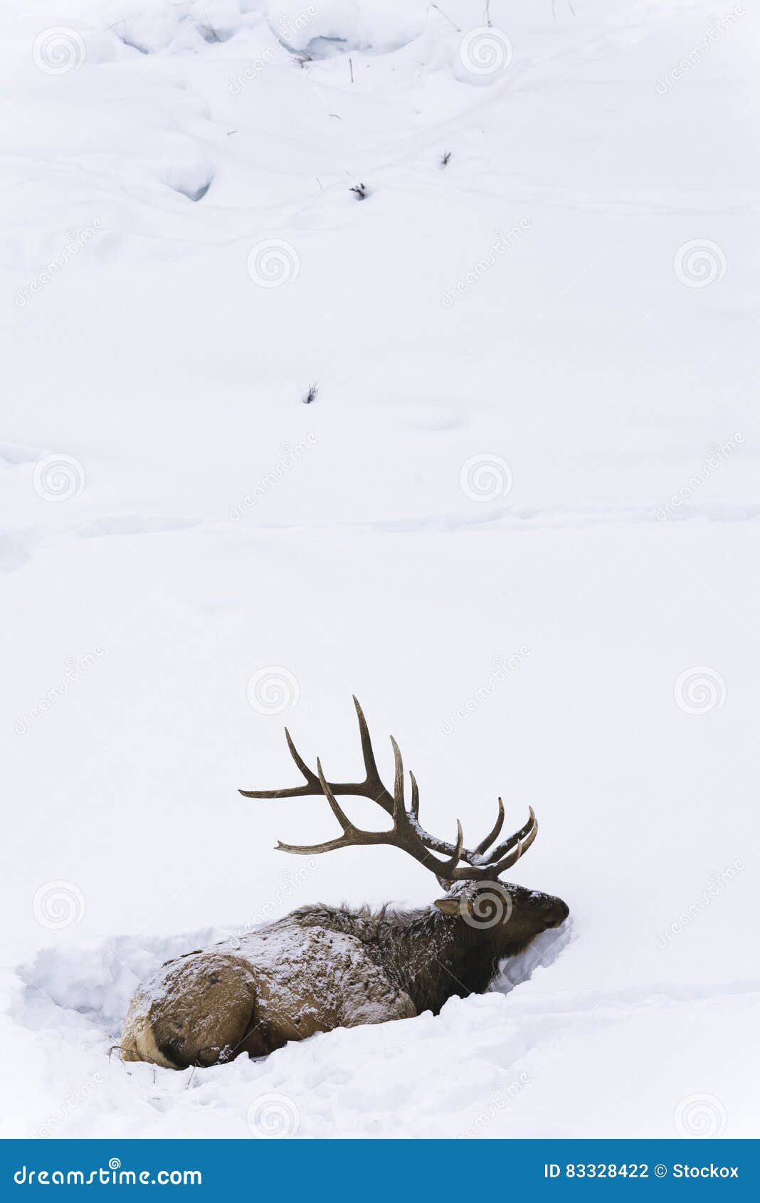 Elk in snow stock photo. Image of portrait, bedded, game - 83328422