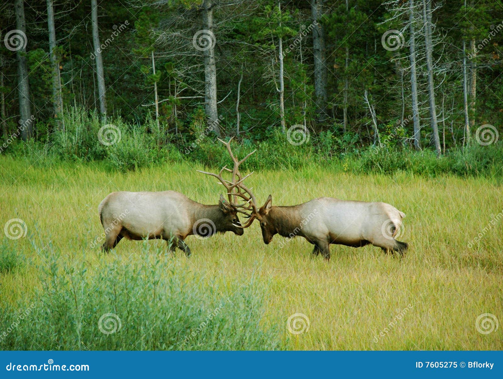 Elk Sparring in a Mountain Meadow Stock Image - Image of deer, brook ...