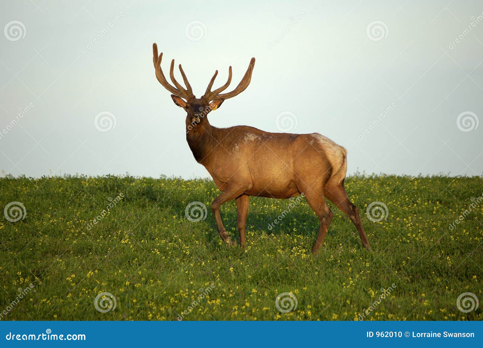 Elk Stag stock photo. Image of velvet, grass, hill, weeds - 962010