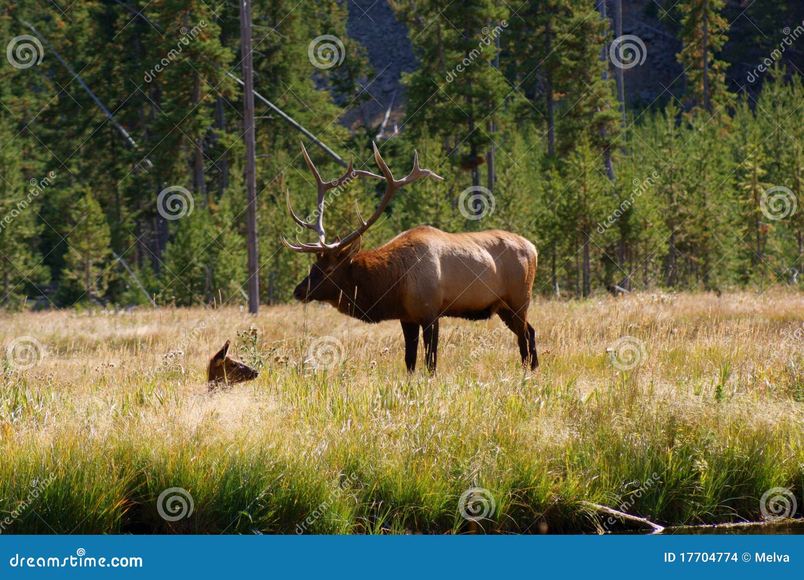 Elk Stag+calf stock photo. Image of herd, national, animal - 17704774