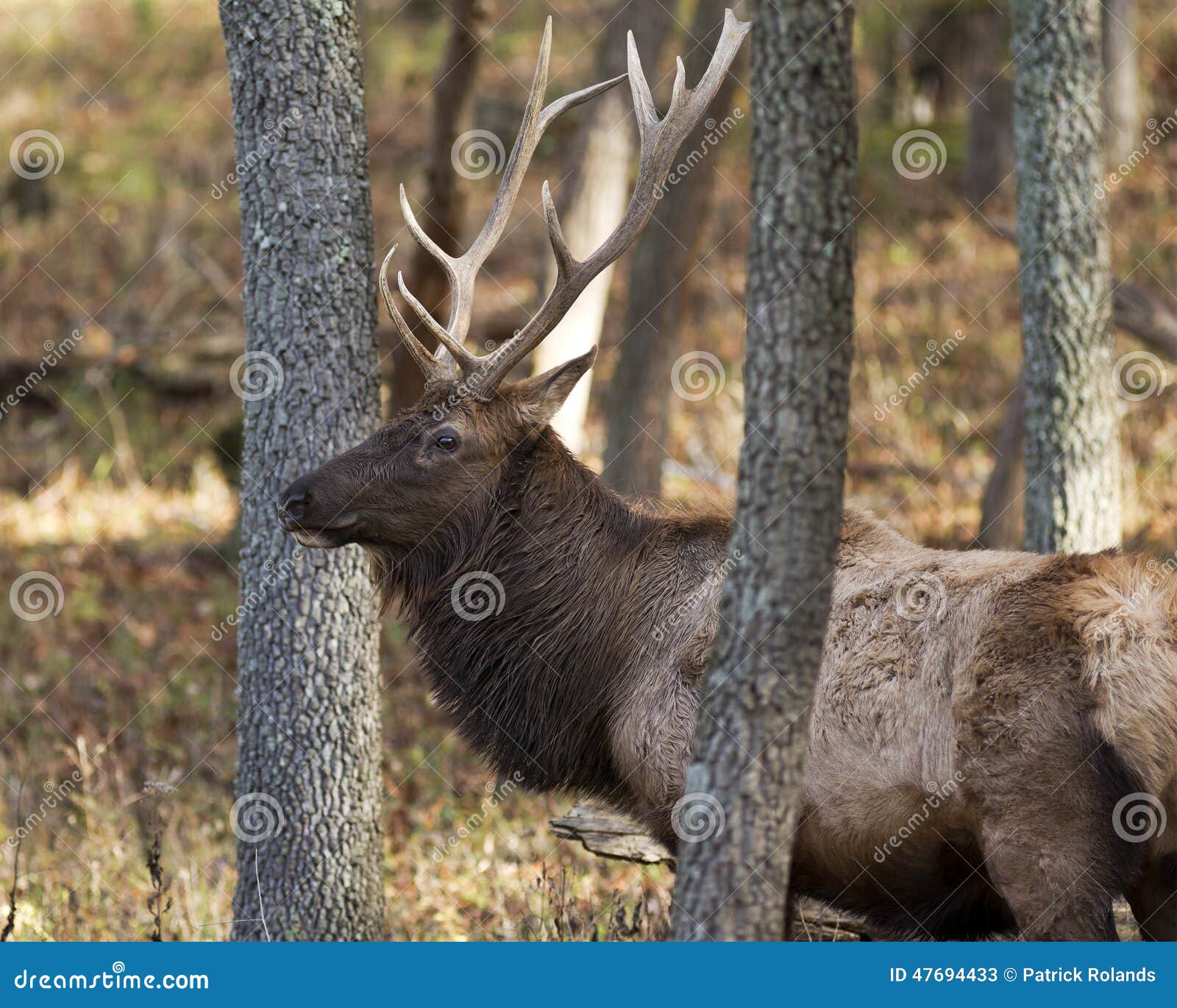 Elk Stag in the Woods stock image. Image of forest, rack - 47694433