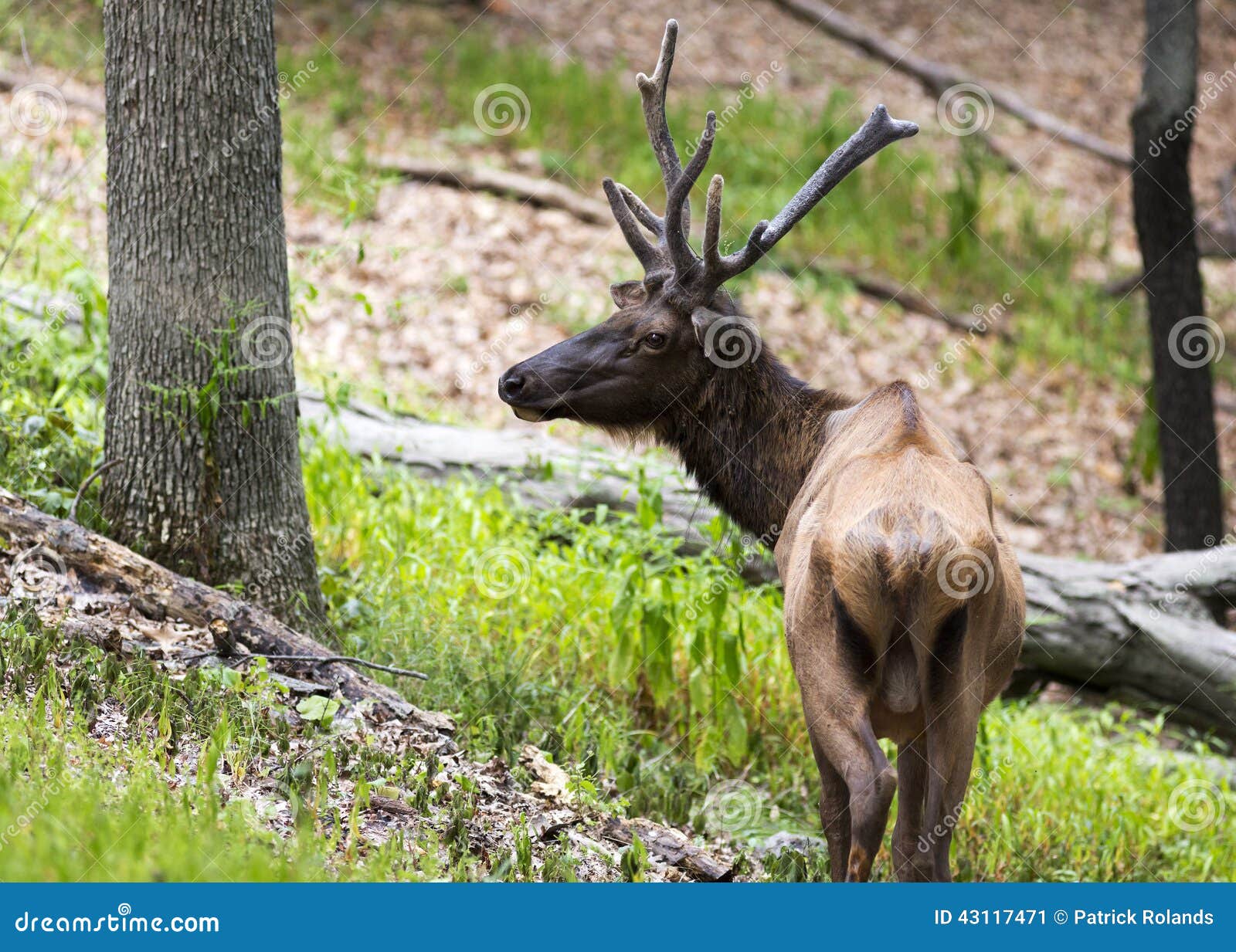 Elk Stag stock image. Image of rack, stag, young, environment - 43117471
