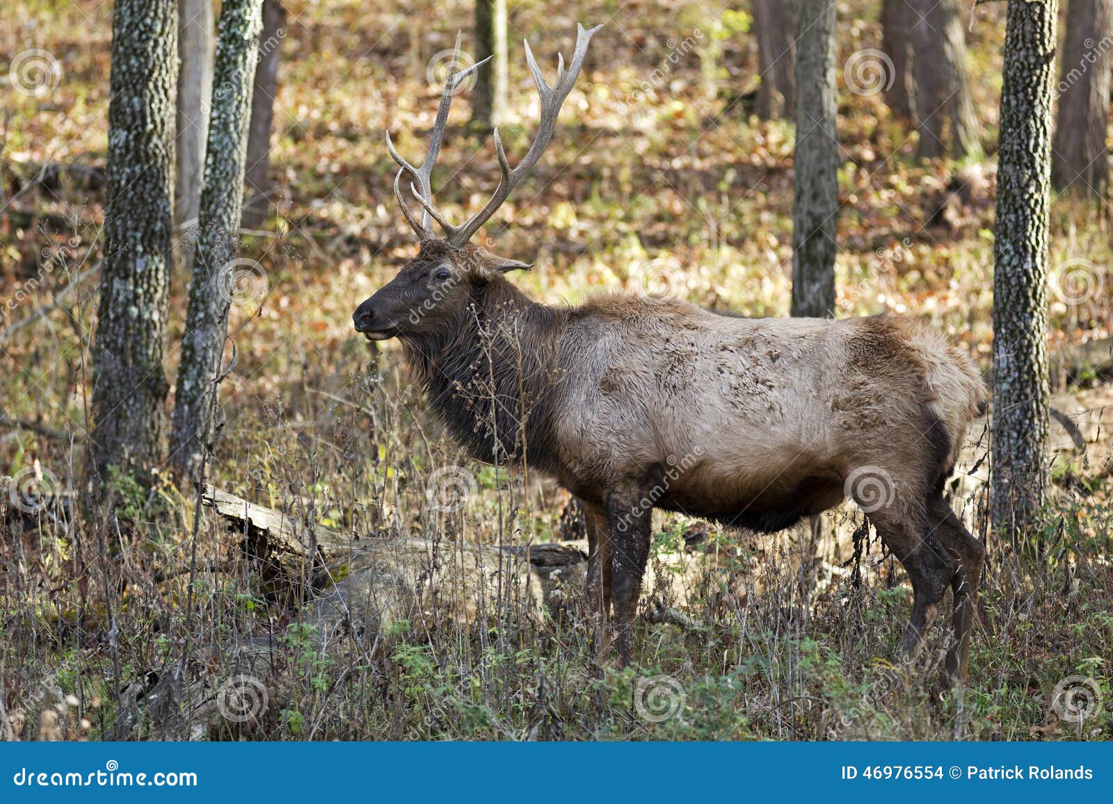 Elk stag stock photo. Image of hillside, wildlife, stag - 46976554